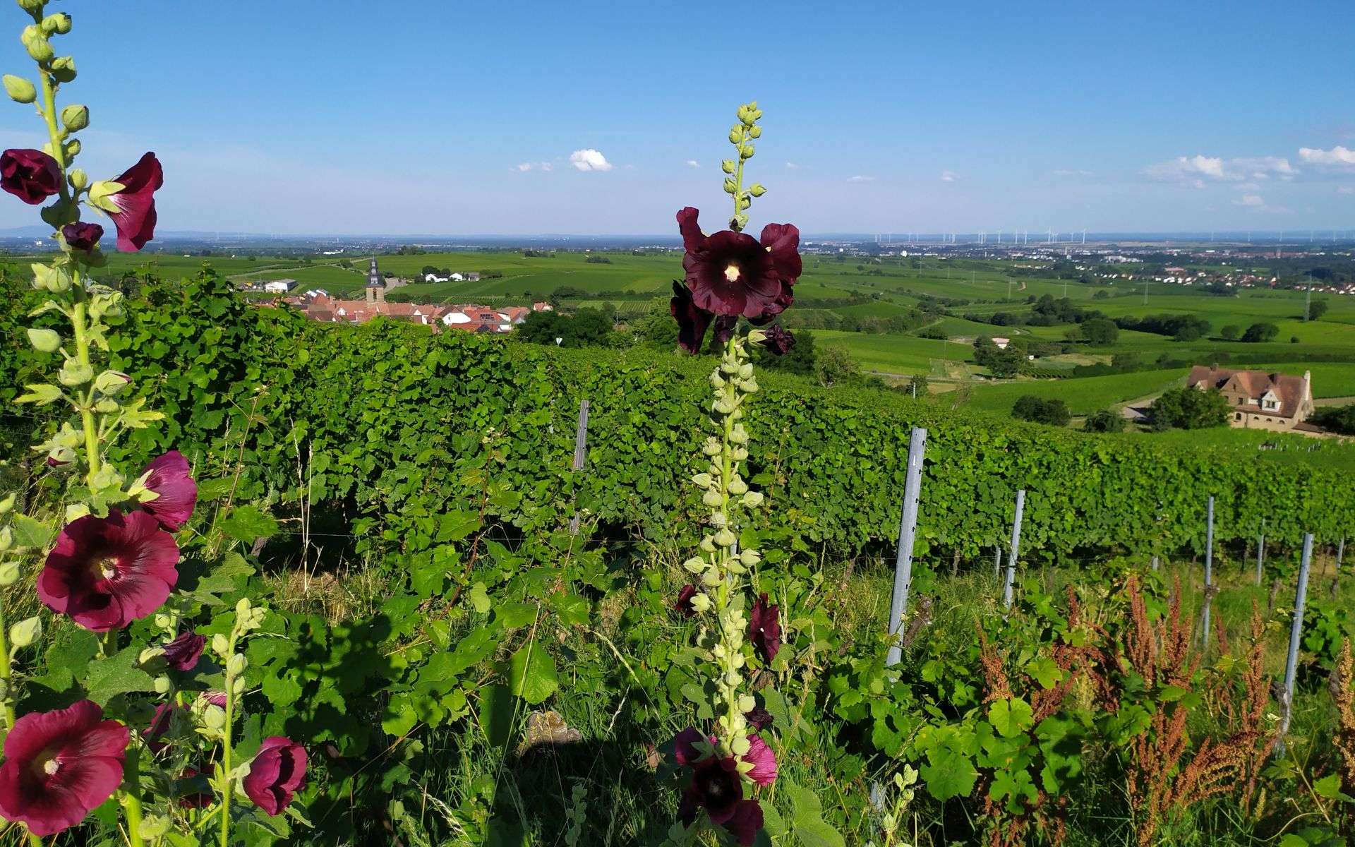 Wein-Schatzsuche in der Pfalz - Unsere Standorte